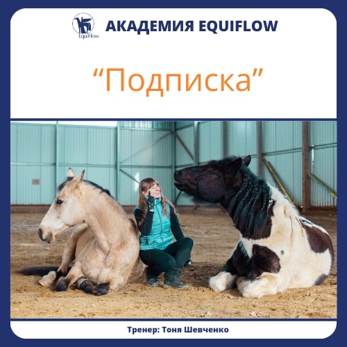 Подписка на обучение в академии Эквифлоу | Портал Академии «EquiFlow»