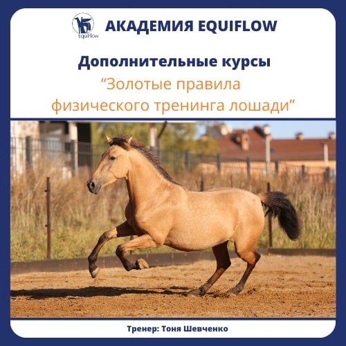 Портал Академии «EquiFlow»